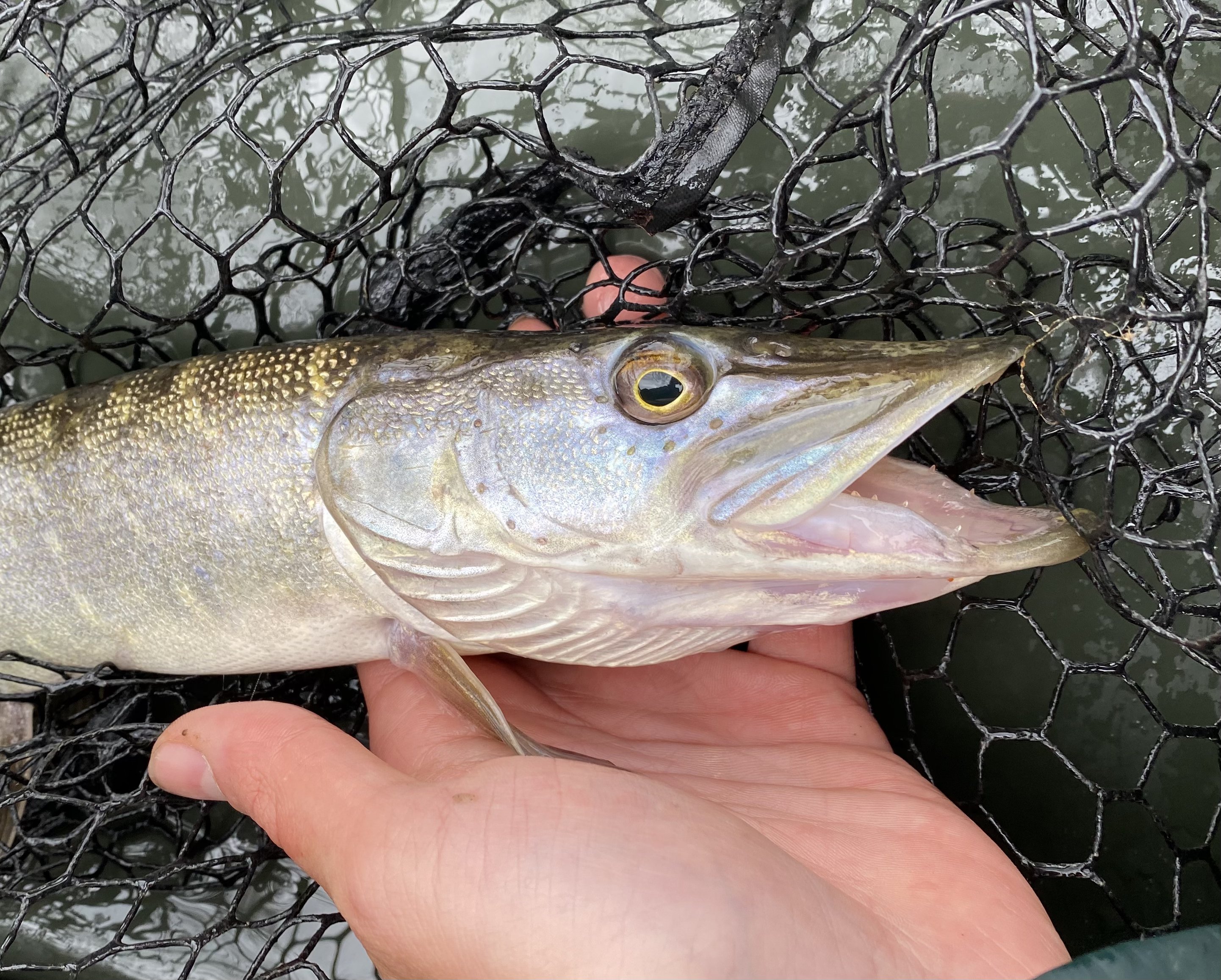 Štika obecná (Esox lucius) | Nový rybník - Staré Splavy
